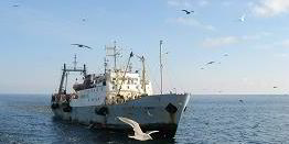 Russian pollock seeks MSC label | IntraFish.com