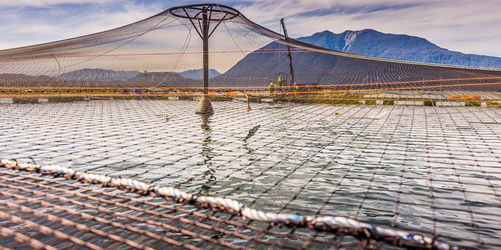 Marine Harvest's ASC certification target looks increasingly ambitious ...