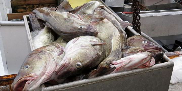 Letter: With the right choices, Northern cod will make a comeback ...