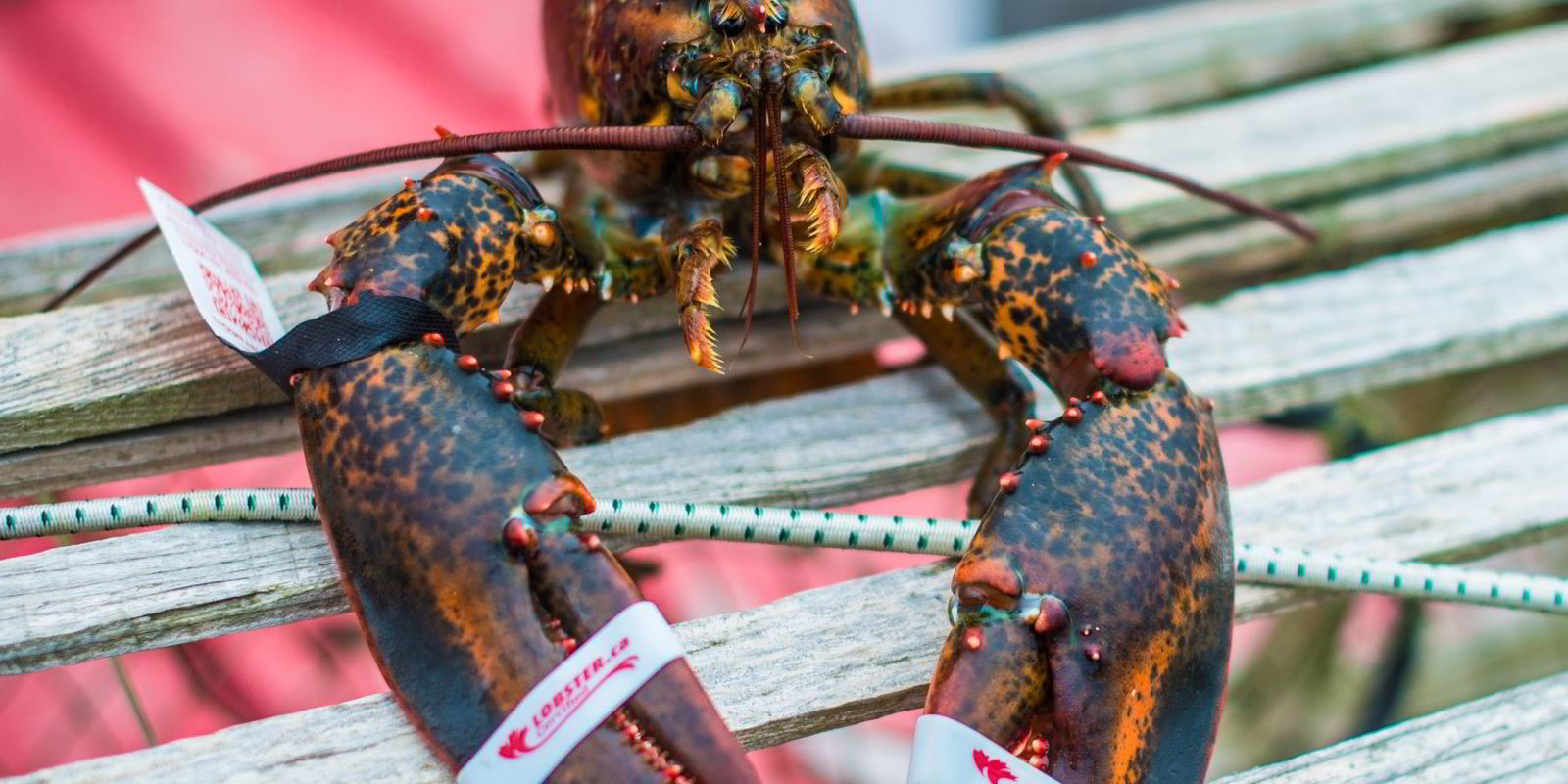 Halifax expands cargo capacity for Christmas lobster exports ...