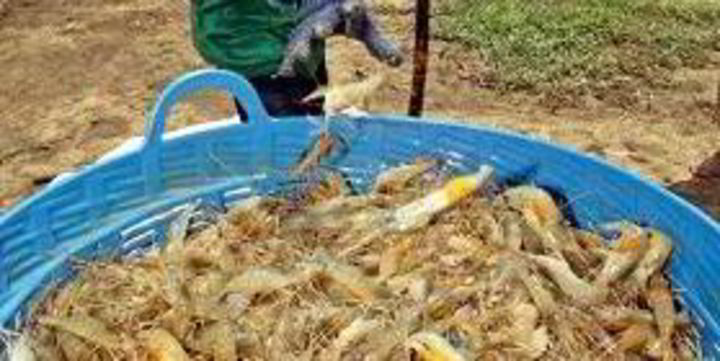 World's largest shrimp producer grows H1 revenue | IntraFish.com