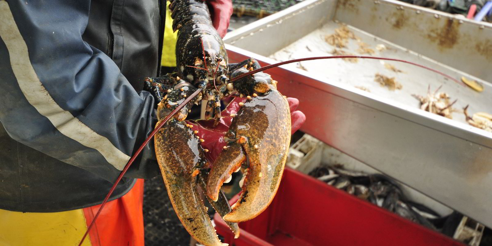 Concern over lobster disease in UK MCZ no-take zone | IntraFish.com