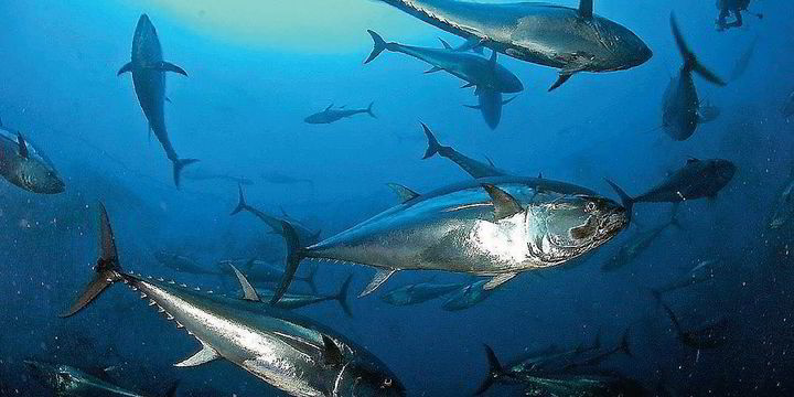 Group releases tuna conservation strategic plan | IntraFish.com