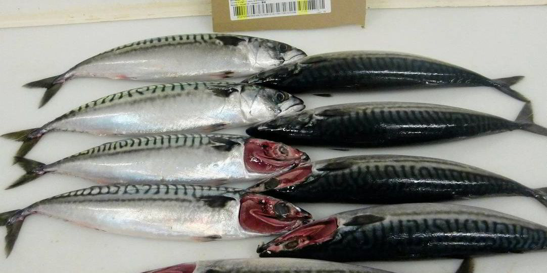 Forskningen demper fiskernes bekymring for makrellen | Fiskeribladet