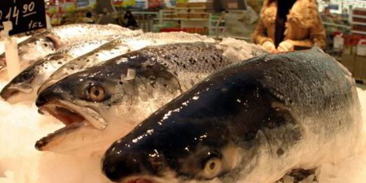 New and not so new markets gobble up cheap salmon | IntraFish.com