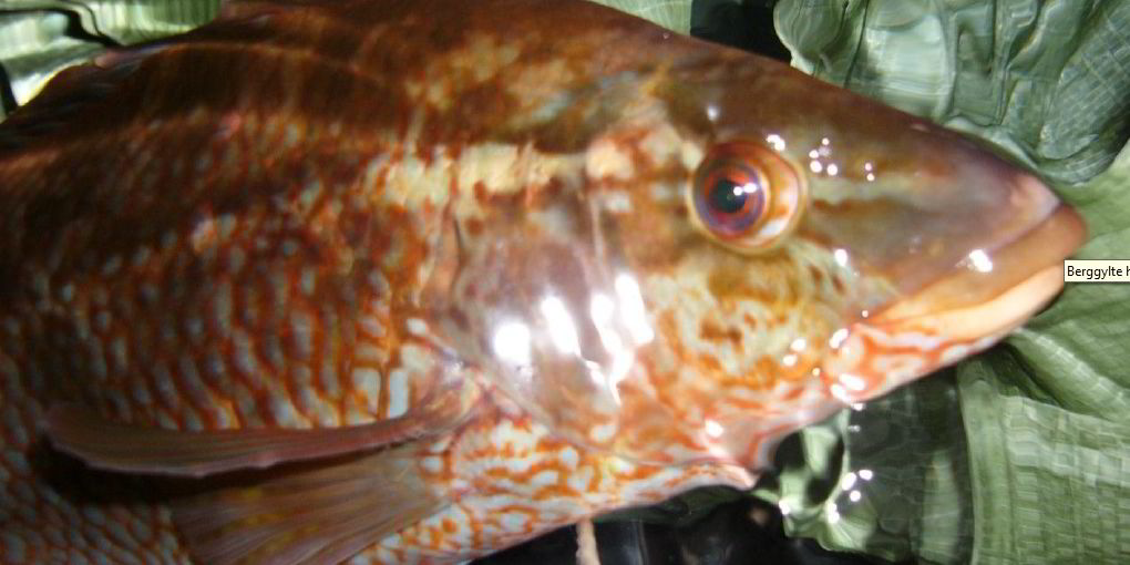 Enige om minstepriser for leppefisk | IntraFish.no