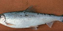 Bering cisco fish a hit | IntraFish.com