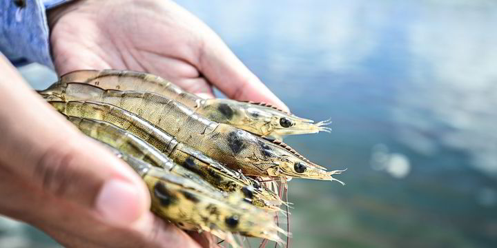 Benchmark acquires Inve Aquaculture for $324 million | IntraFish.com