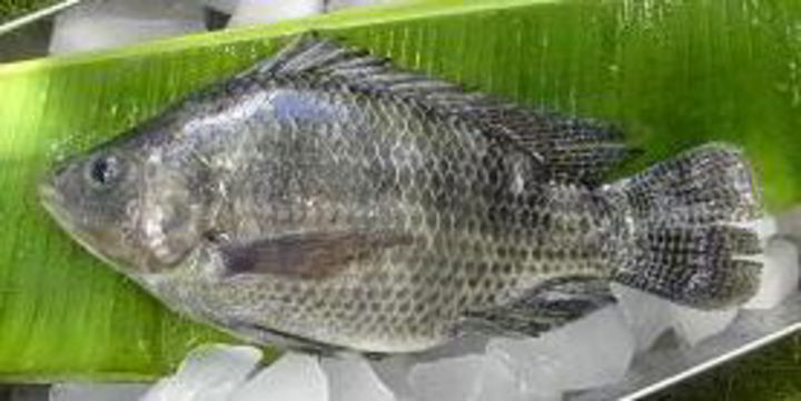 GAA rolls out tilapia farming standards | IntraFish.com