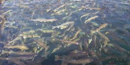 Cod-farming industry facing juvenile shortage | IntraFish.com