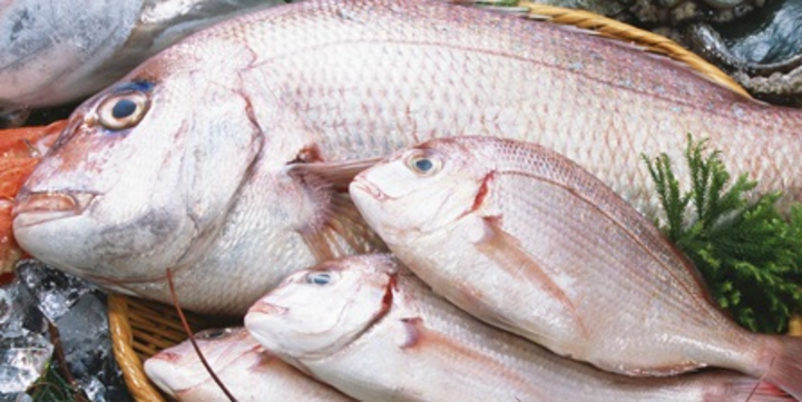 FAO: Global fish prices keep rising, so does demand | IntraFish.com