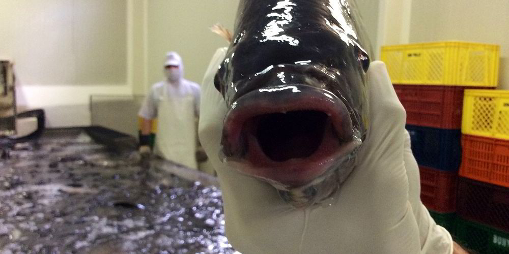 Picture Gallery: Piscicola Botero processing | IntraFish.com