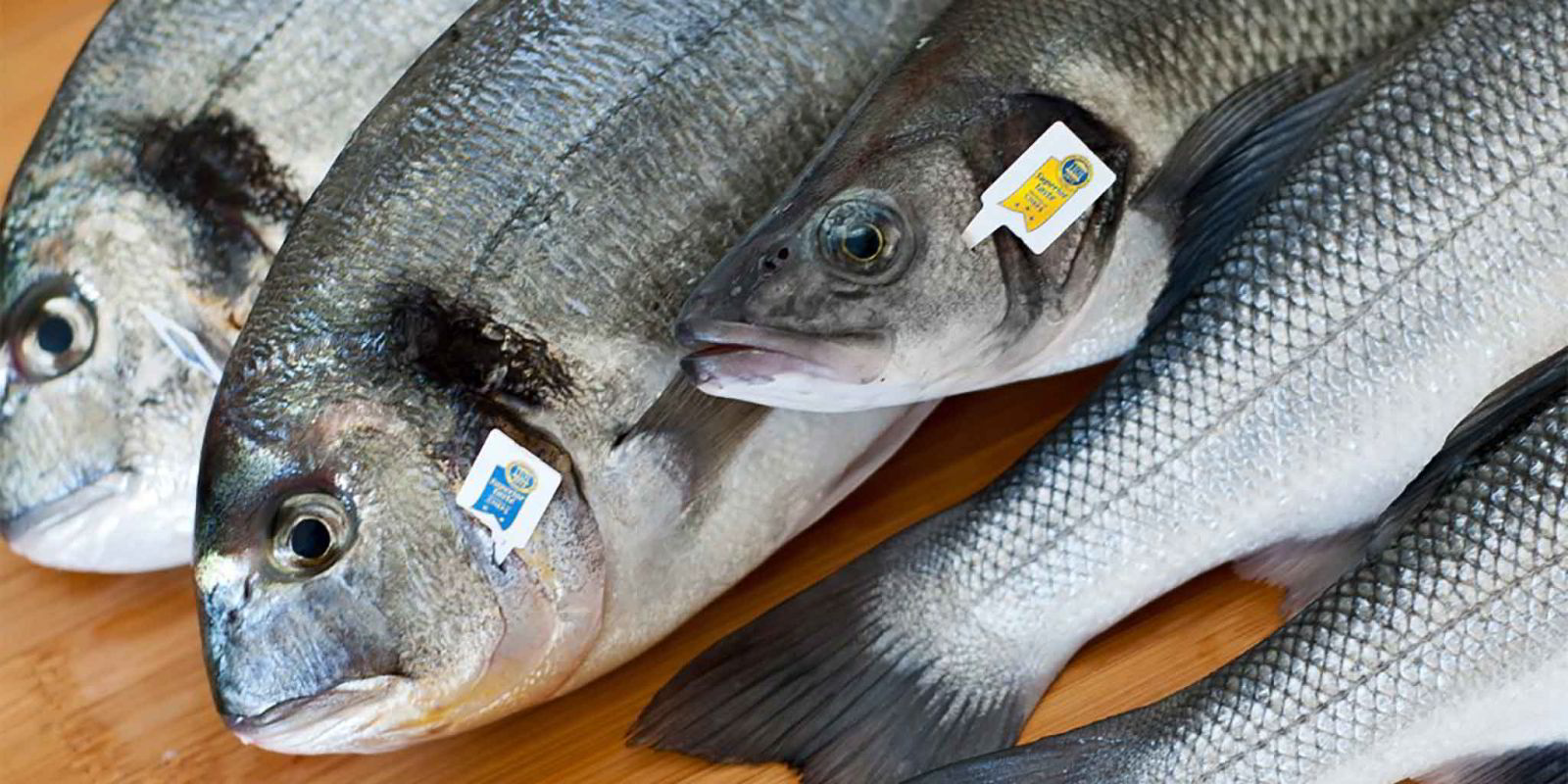 Cyprus seabass, seabream producer confirmed Friend of the Sea ...