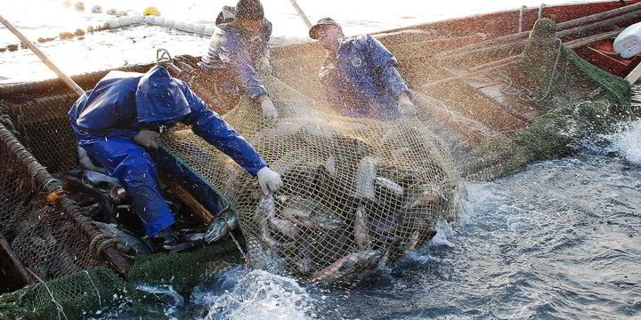 Russian 'A' season pollock harvest up 2.3% so far this year | IntraFish.com