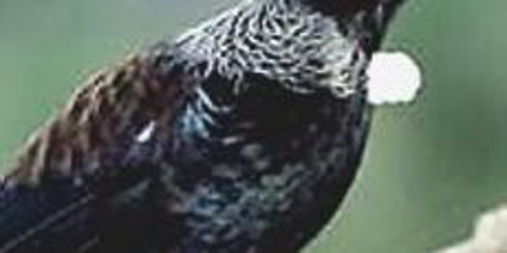 Tui oil drilling takes wing | Upstream Online