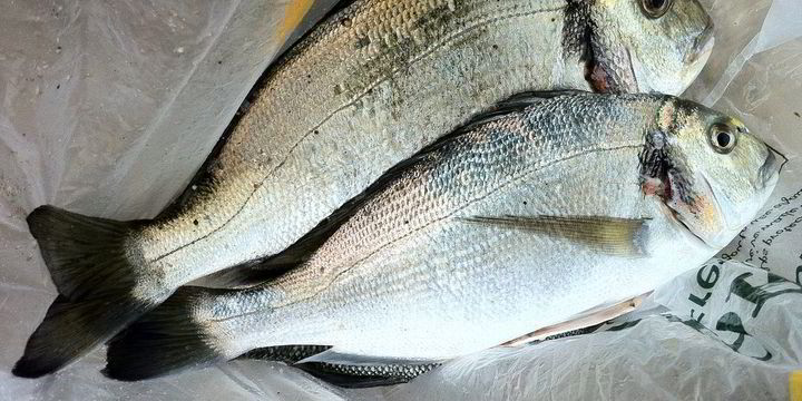 Europe's bass, bream prices to remain strong into 2017 | IntraFish.com