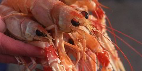 Scampi could be aquaculture gold mine for NZ | IntraFish.com