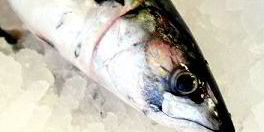 Norway's Domstein, Global Fish, Westcoast merge | IntraFish.com