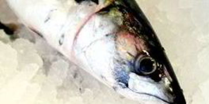 Norway's Domstein, Global Fish, Westcoast merge | IntraFish.com