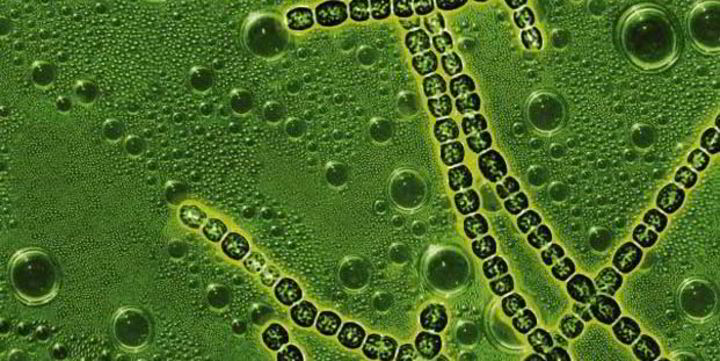 Plan for Mexican algae-bioethanol plant worth $850m | Recharge