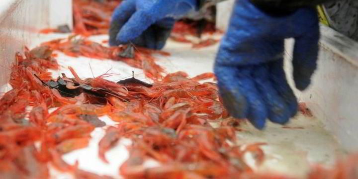 Rå og levende reker kan bli et nytt og lønnsomt produkt | Fiskeribladet