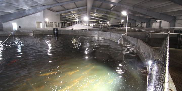 World's first land-based salmon farm resumes full harvesting ...