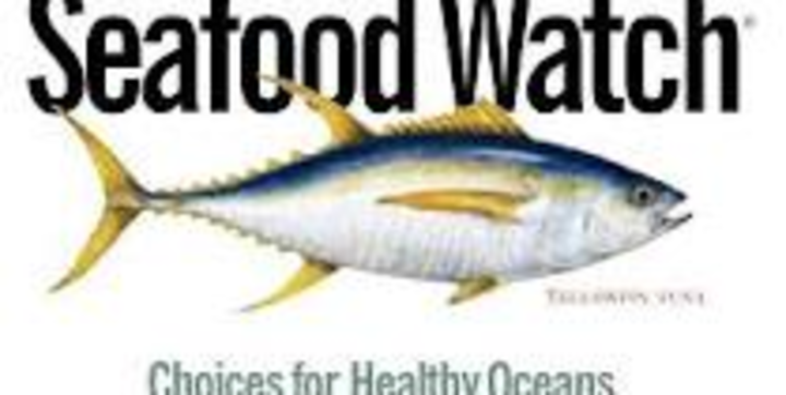 Seafood Watch upgrades tilapia ranking | IntraFish.com