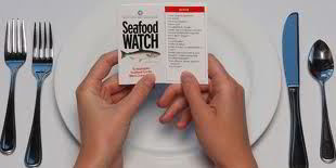 Seafood Watch updating fishing, aquaculture standards | IntraFish.com