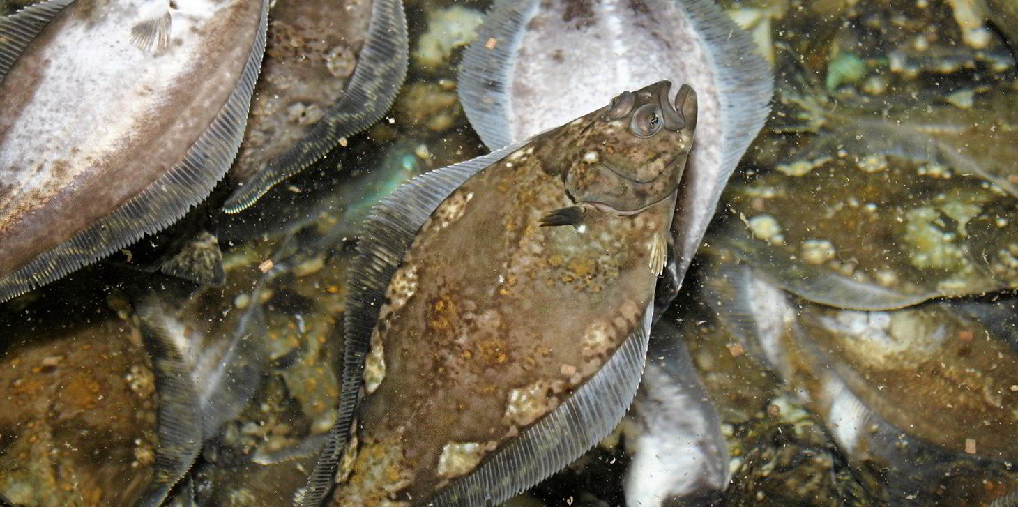 Canada halibut farming group declares bankruptcy, owing millions ...