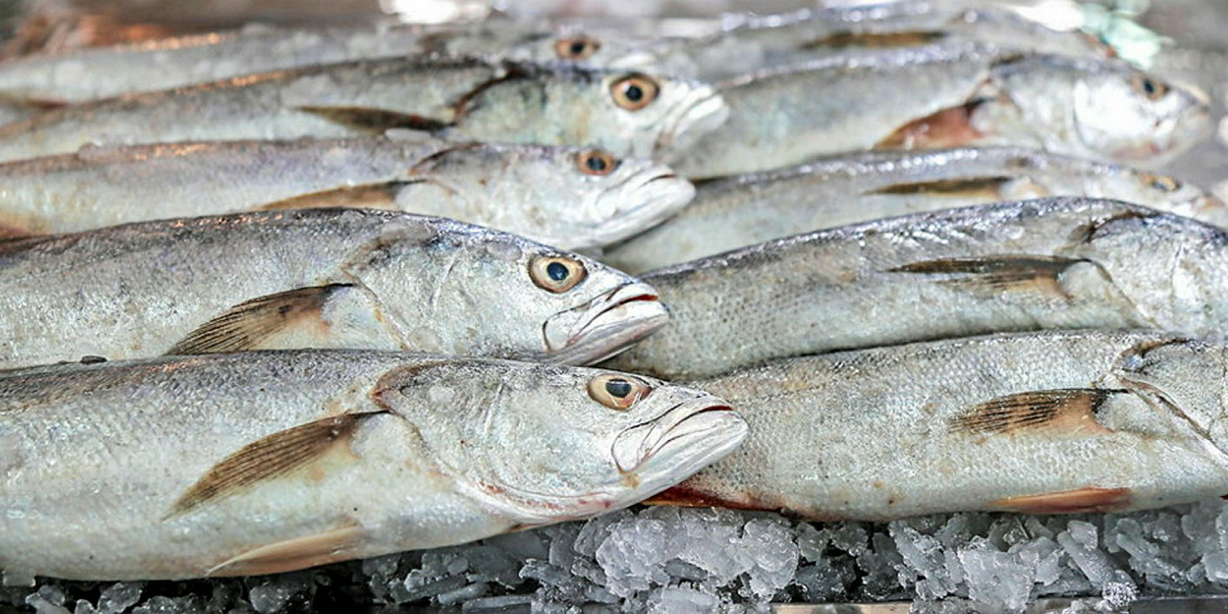 Peru places ban on Pacific hake fishing | IntraFish.com