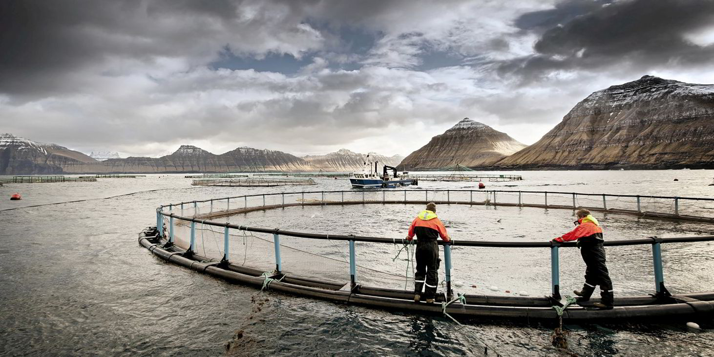 If you think this tale of flying salmon sounds fishy, you're right ...