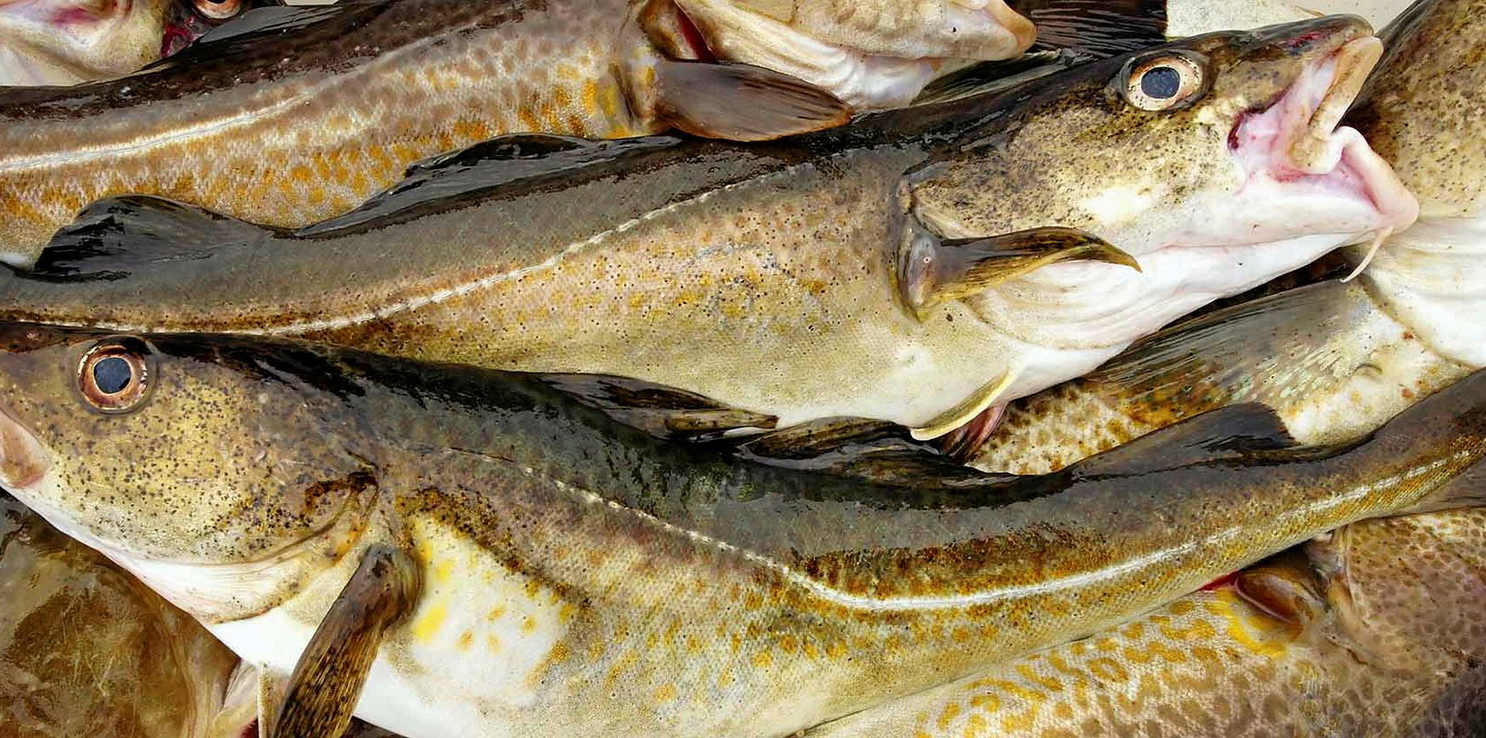 Successful private placement puts cod farmer 'in pole position ...