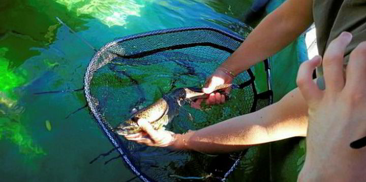Invasive salmon with a twist: Pacific pinks invading Norwegian rivers ...