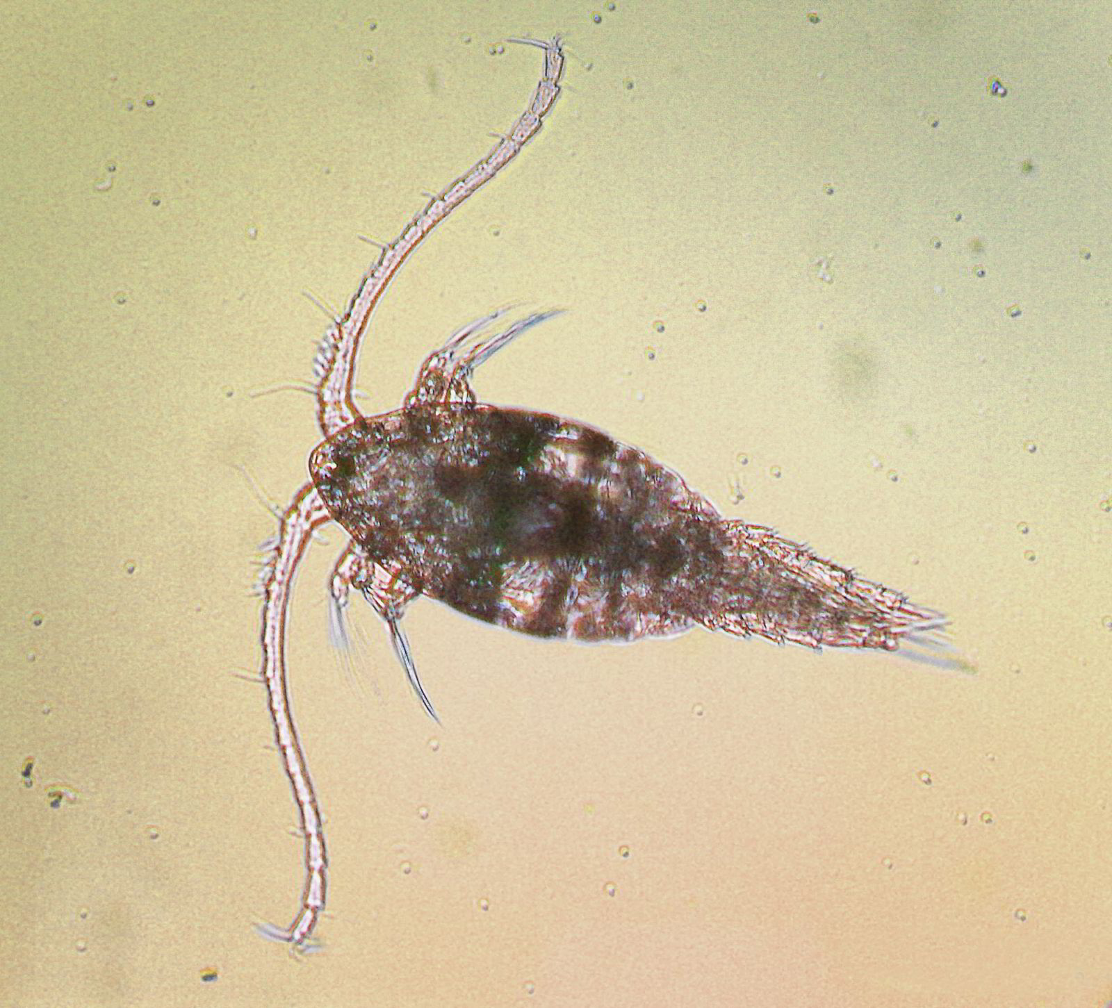 Zooplankton Week Part 3: The ABCs of copepods | Intrafish