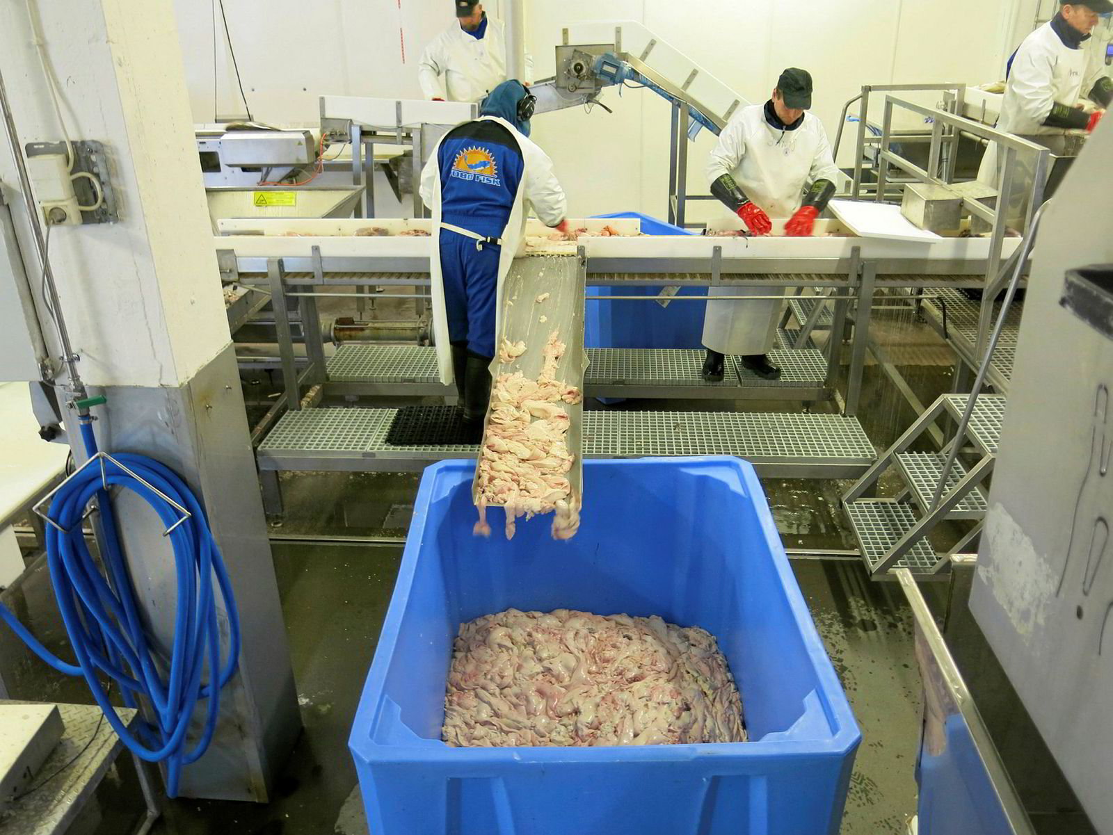 Bildealbum: God aktivitet og båter i kø for å losse skrei hos Tobø Fisk ...