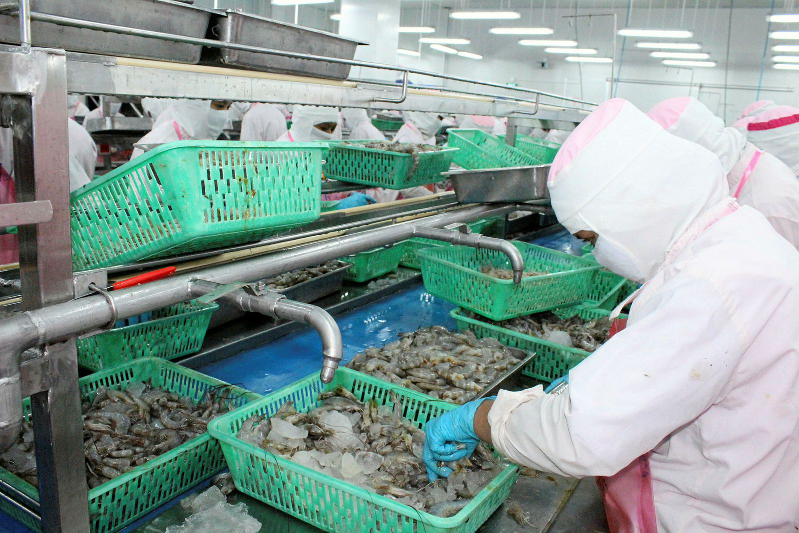 Inside Thai Union's shrimp processing plant | Intrafish