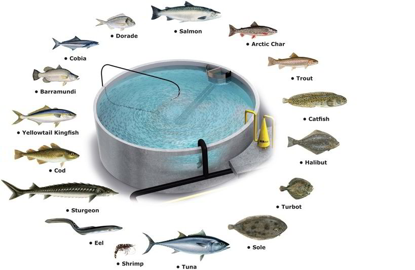 RAS tech: Engineering the future | Intrafish