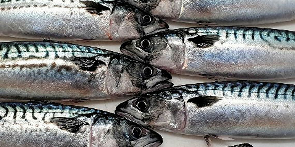 «Ligrunn» - først ut på makrellen i Nordsjøen | Fiskeribladet