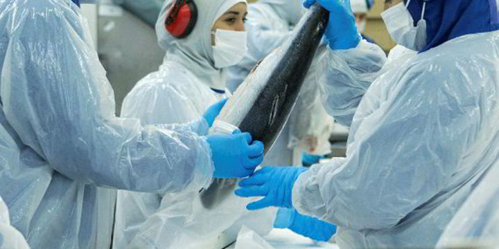 Chile salmon producer Salmones Austral secures $40 million for new ...