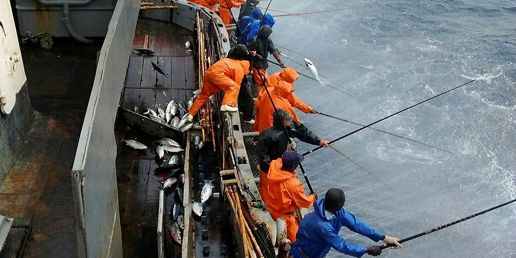 First Atlantic skipjack fishery undergoes MSC assessment | IntraFish.com