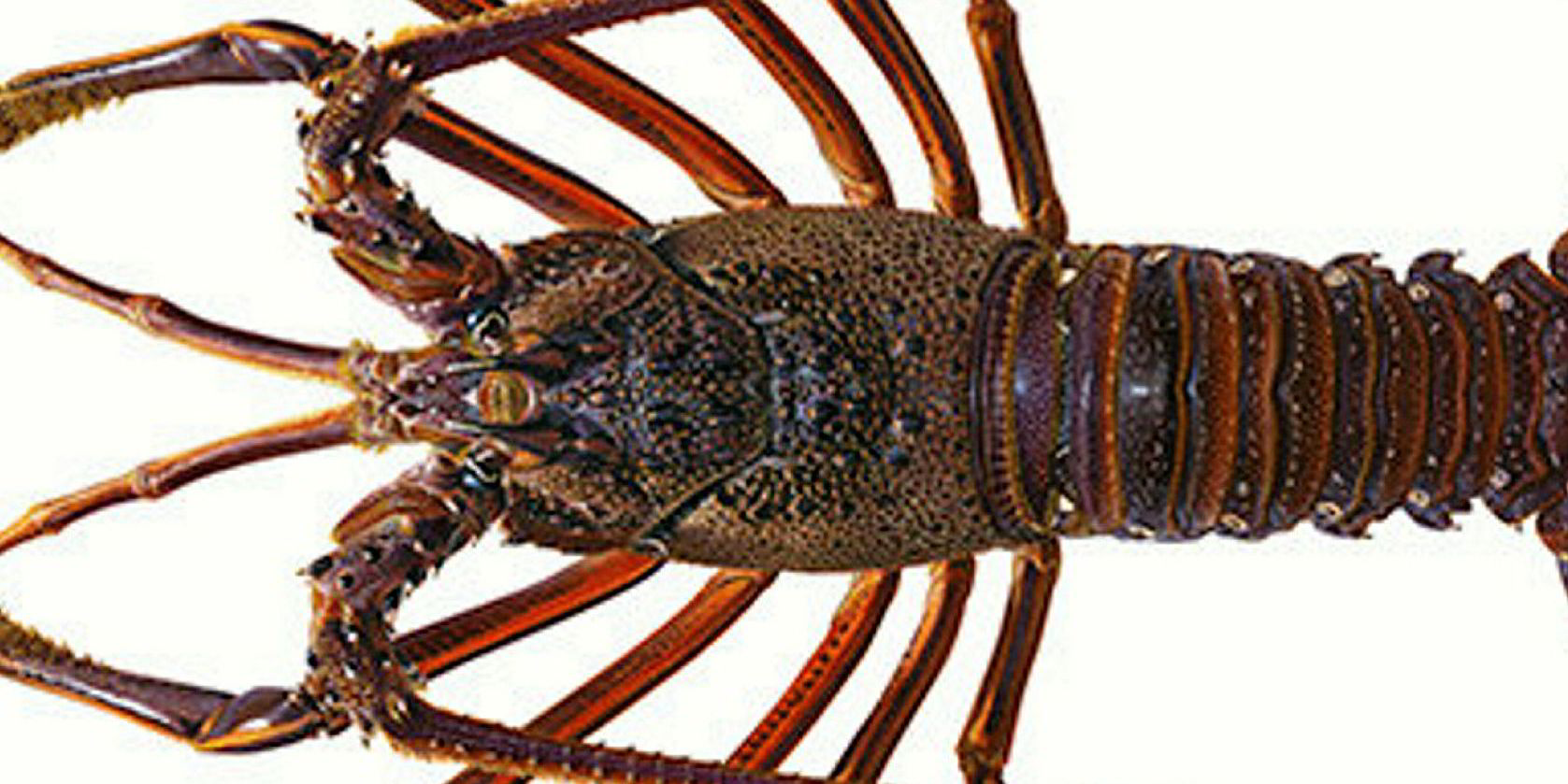 Australia lobster 'nationalization' labeled 'third world' | IntraFish.com
