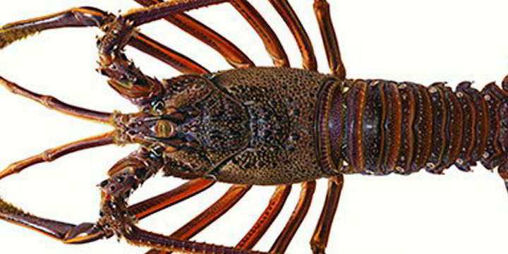 Australia lobster 'nationalization' labeled 'third world' | IntraFish.com