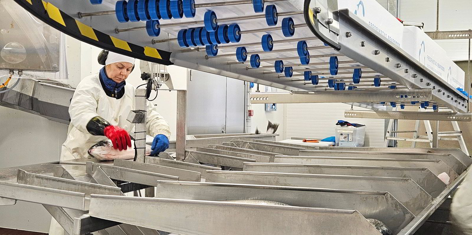 Landbasert: Fredrikstad Seafood har slaktet sin siste laks – nå har de ...