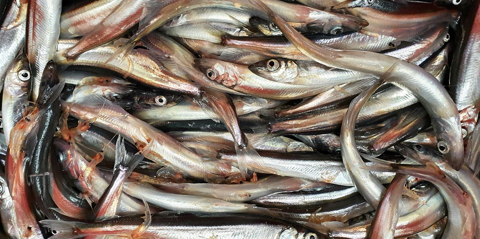 Lodda fyller opp finnmarkskysten | Fiskeribladet