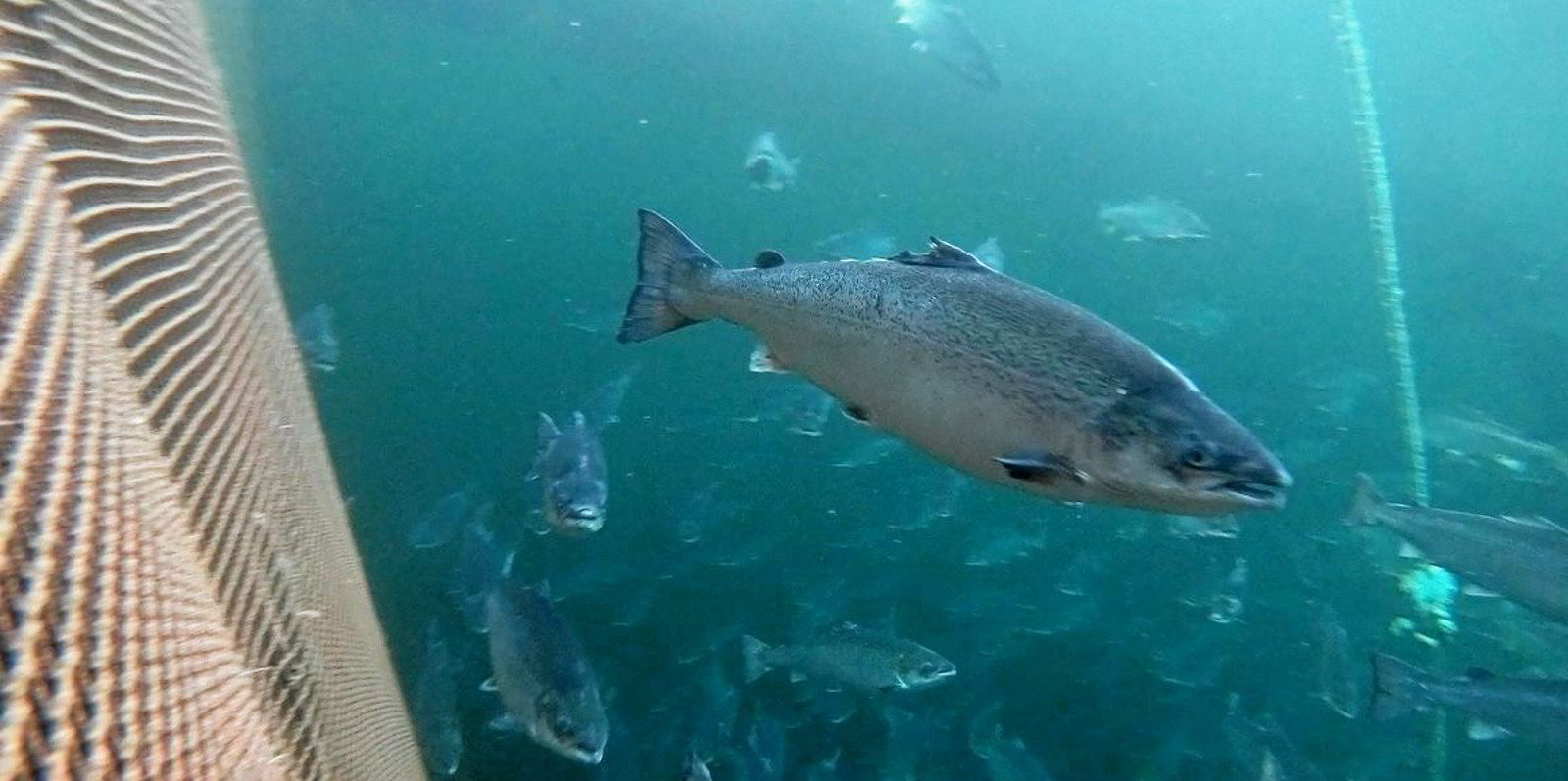 Grieg Seafood suspects deadly infectious salmon anemia outbreak at ...