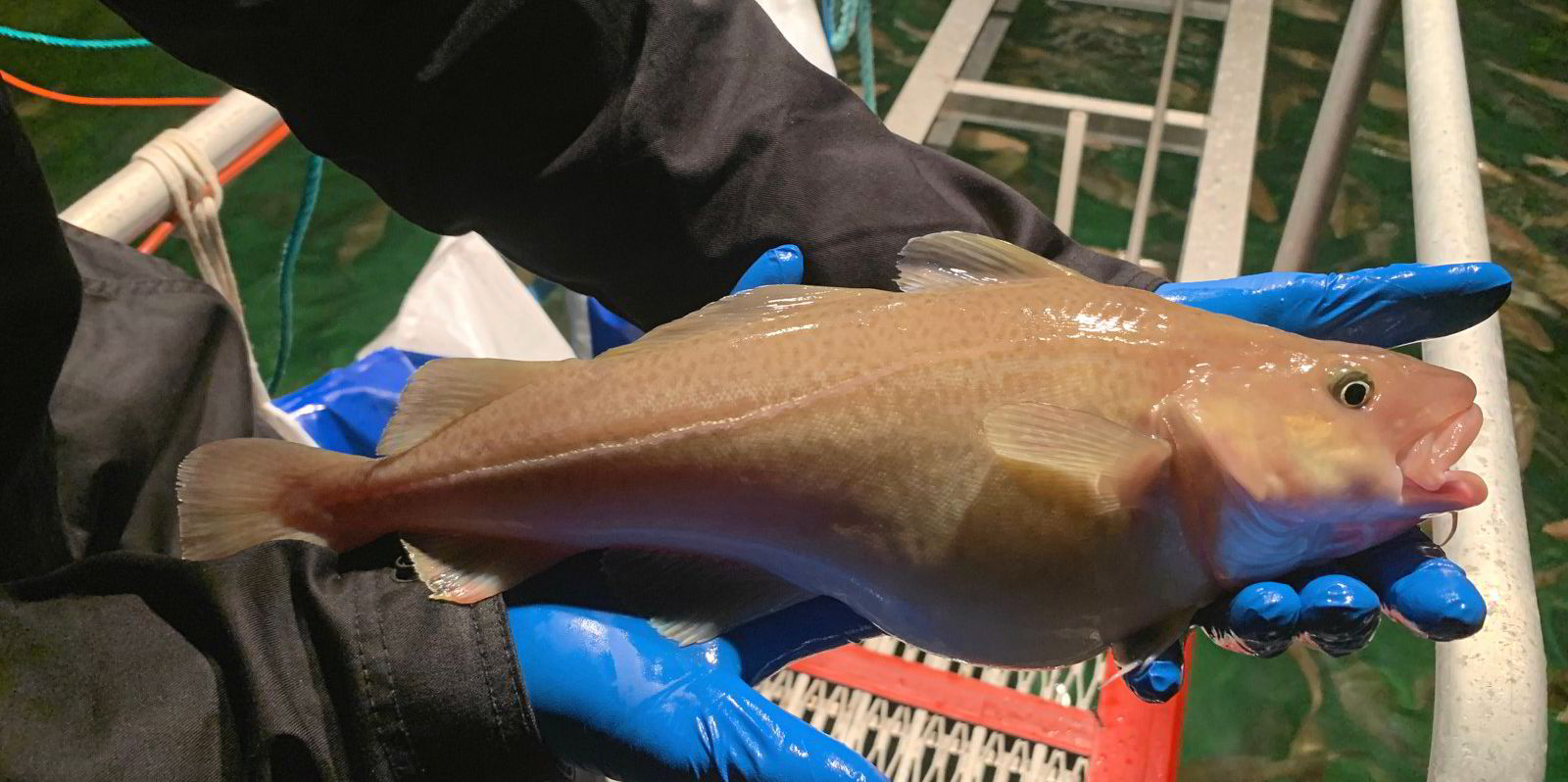 These executives think the world is ready for land-based farmed cod ...