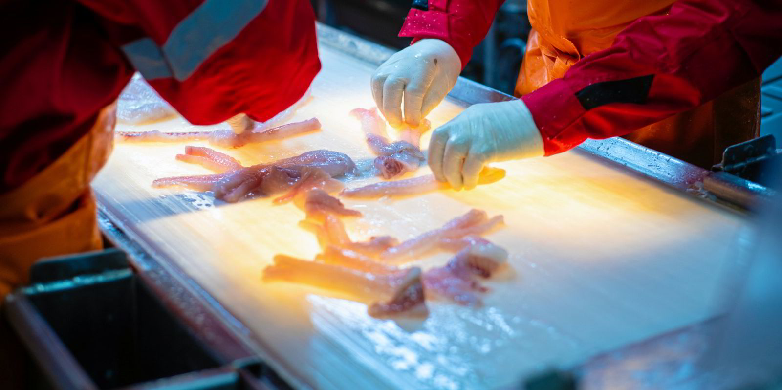 Russia cuts pollock fillet production despite highest catch in 25 years ...