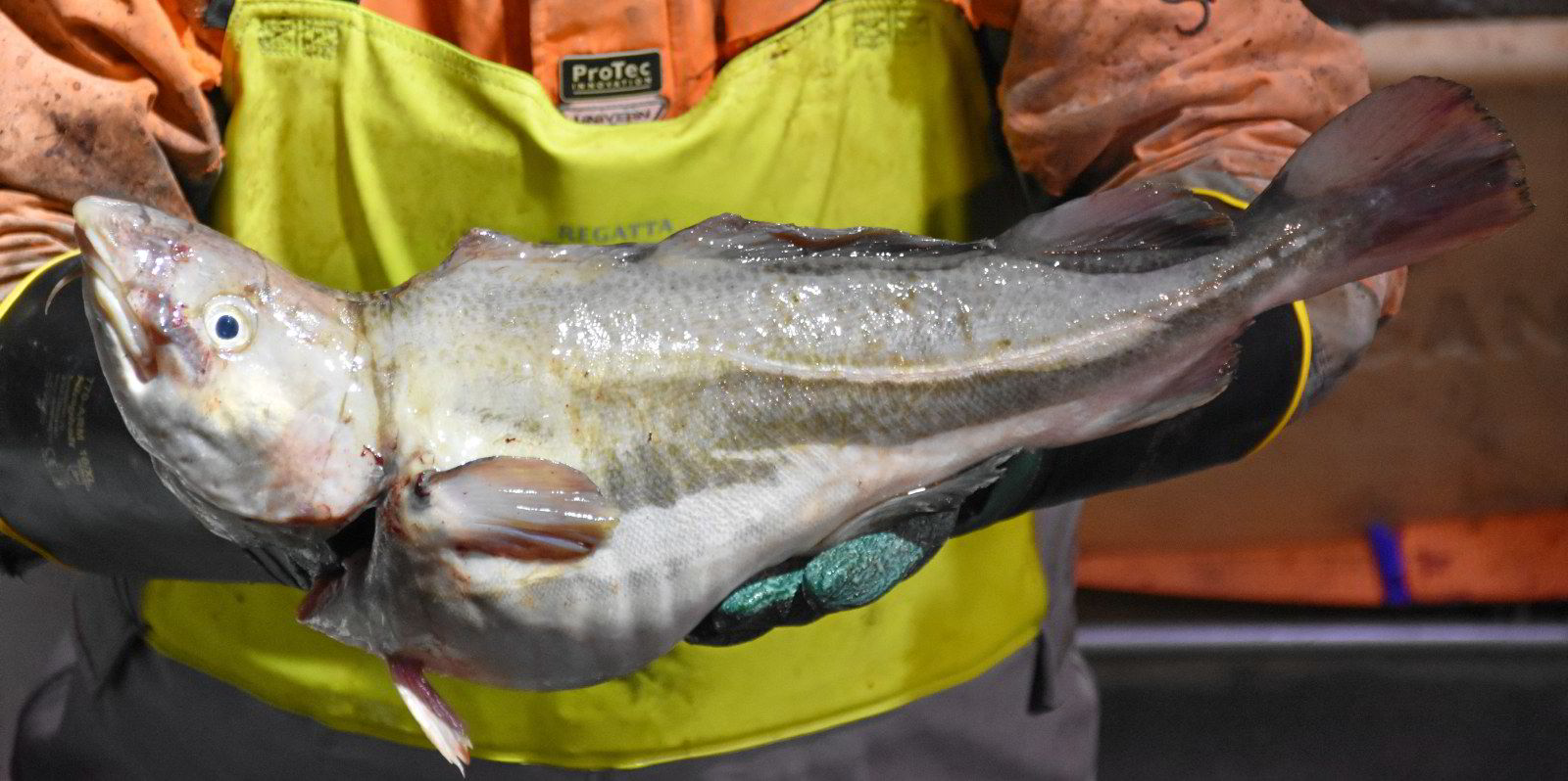 Forskning slår fast: Oppdrettstorsk kan gyte i merd og larvene kan ...