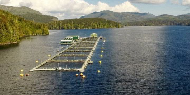 Mowi deploying new technology at BC fish farm to mitigate sea lice ...
