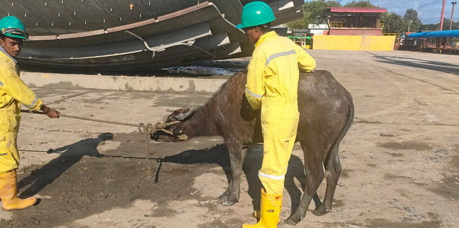 Bangladeshi ship recyclers take to boats in big buffalo rescue mission ...